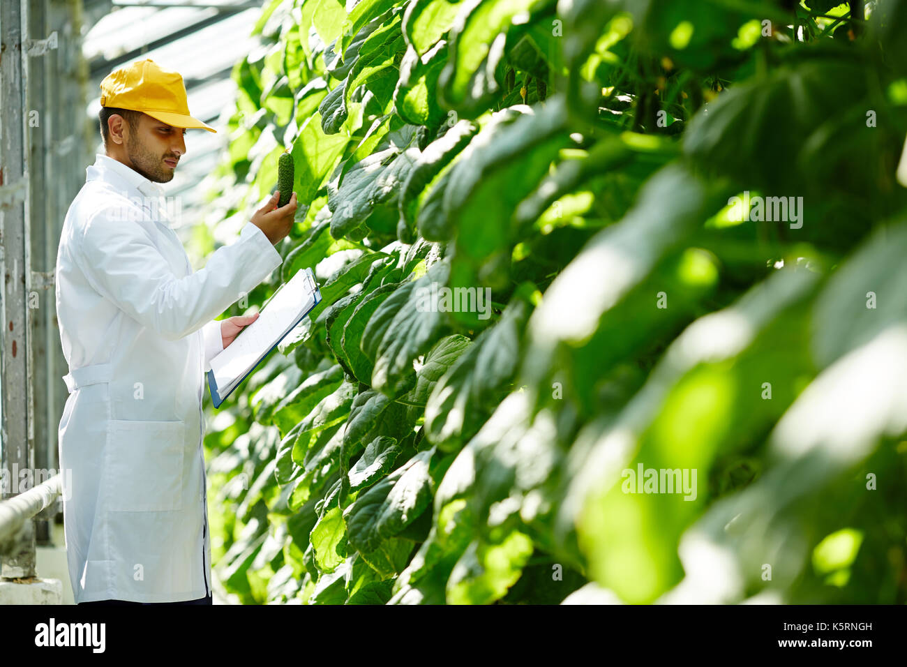 Quality Inspection at Greenhouse Stock Photo - Alamy