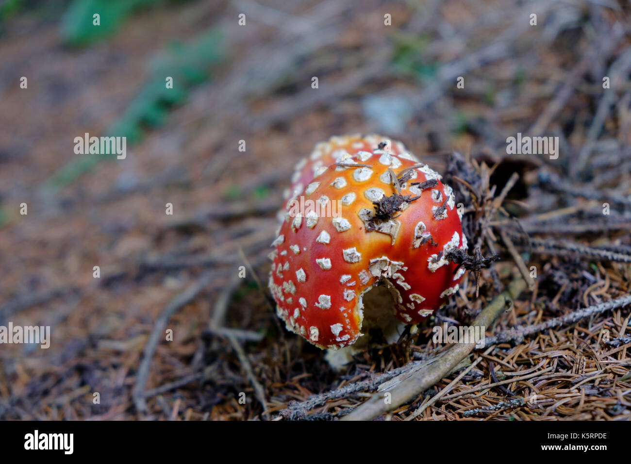 Red fly agaric mushroom or toadstool in the grass. Latin name is ...
