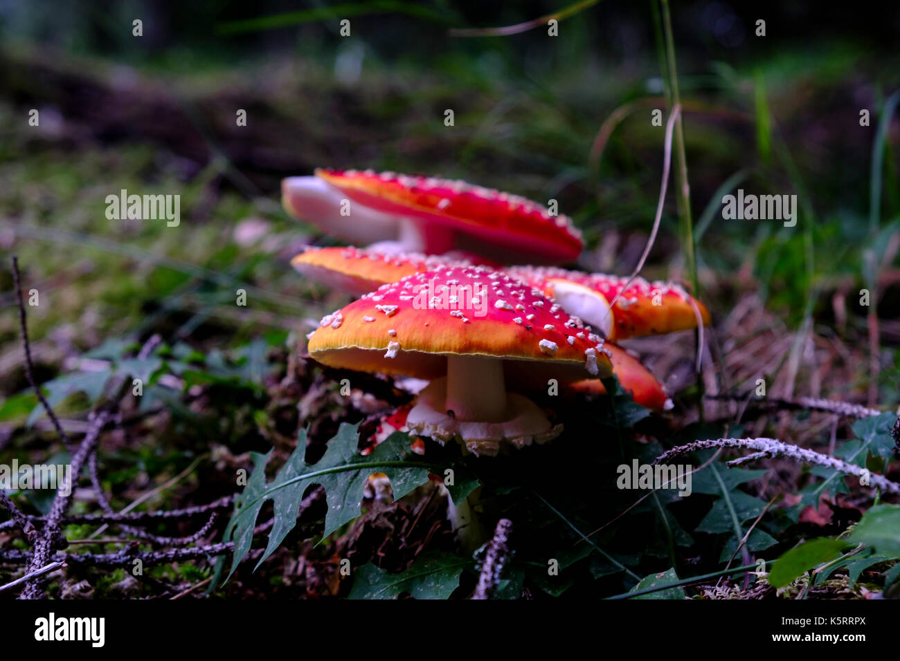 Red fly agaric mushroom or toadstool in the grass. Latin name is ...
