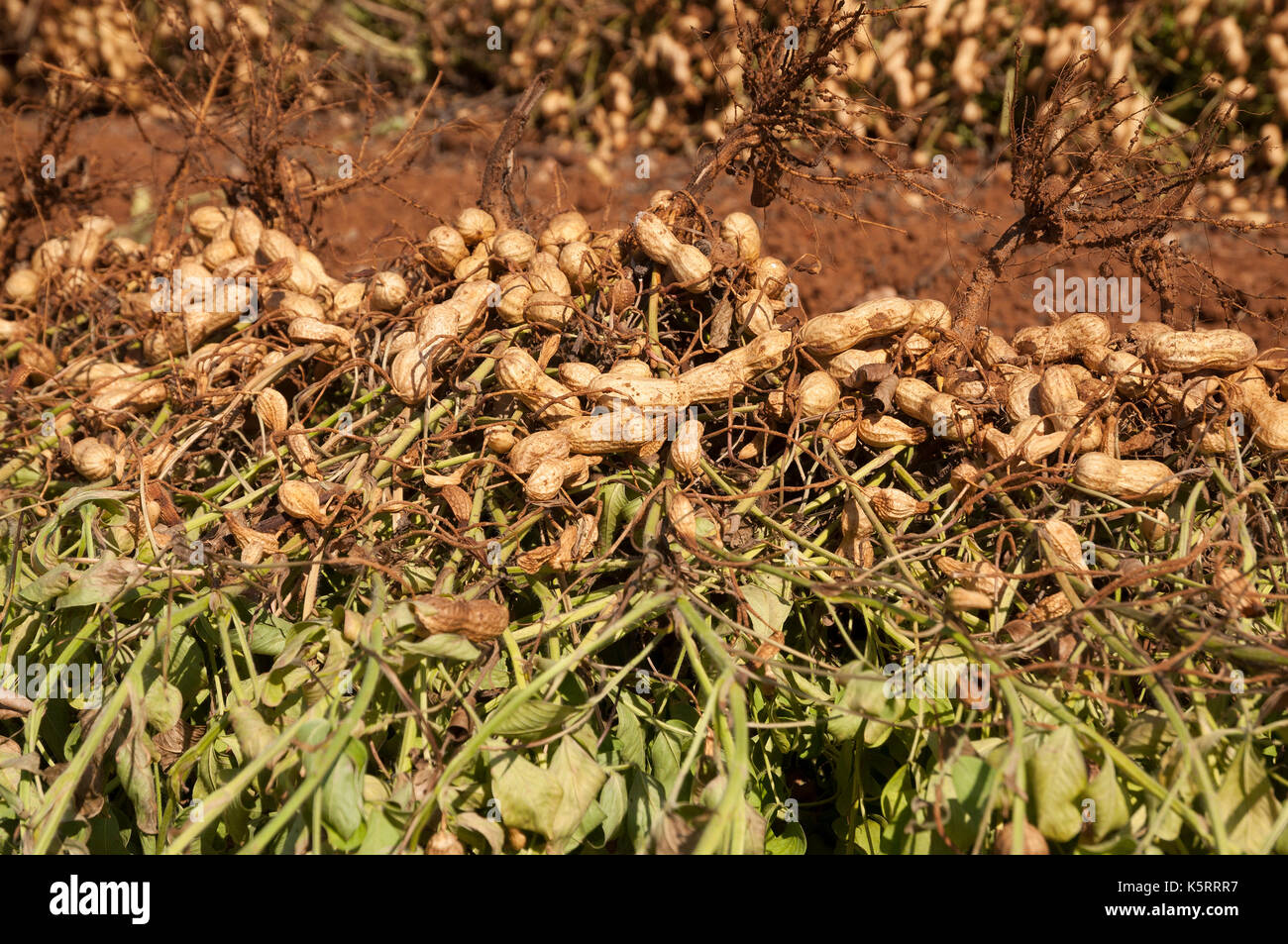 Peanutes reaping hi-res stock photography and images - Alamy