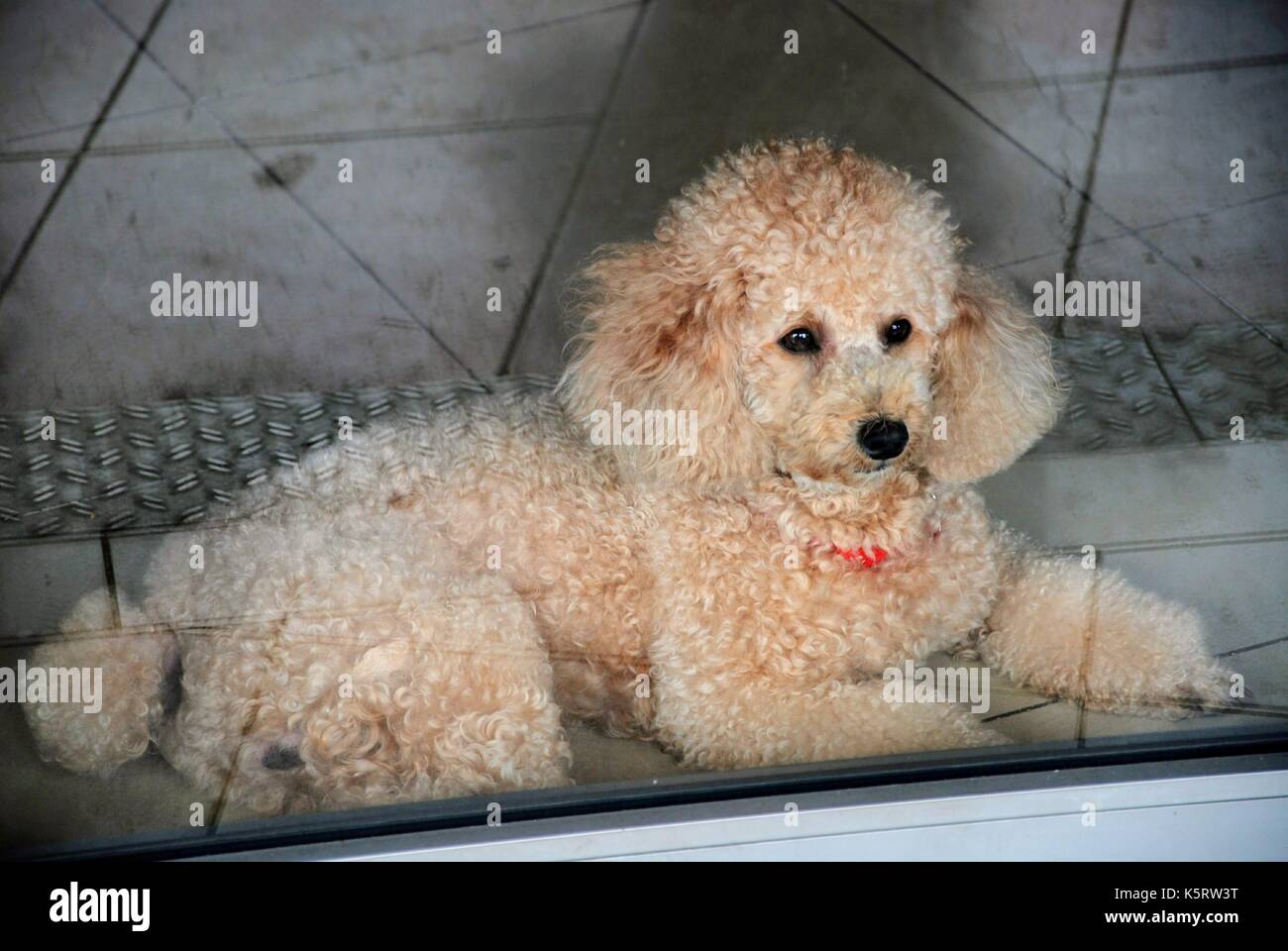 white flurry dog Stock Photo - Alamy