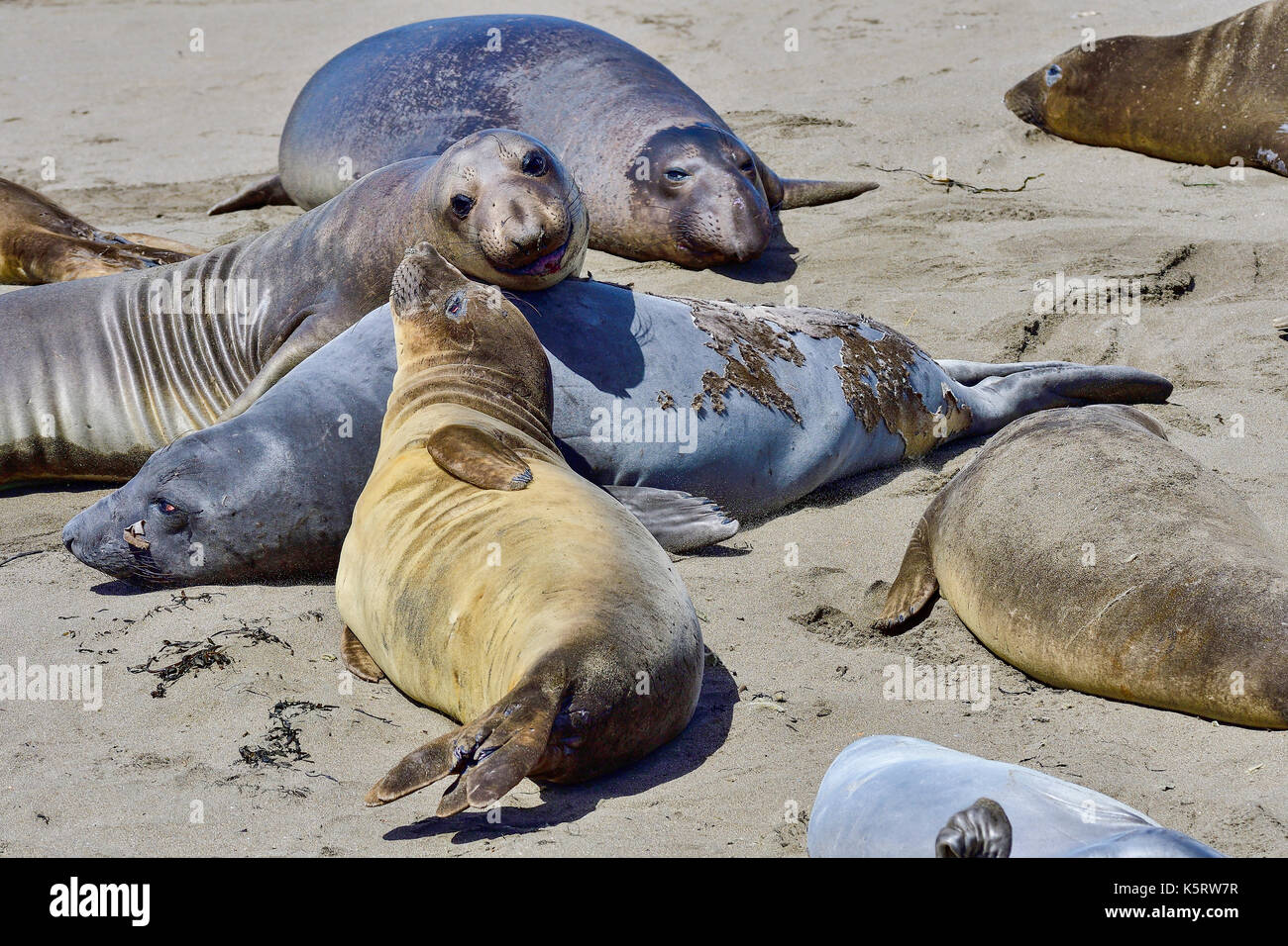 Northern Elephant Seal Stock Photo - Alamy