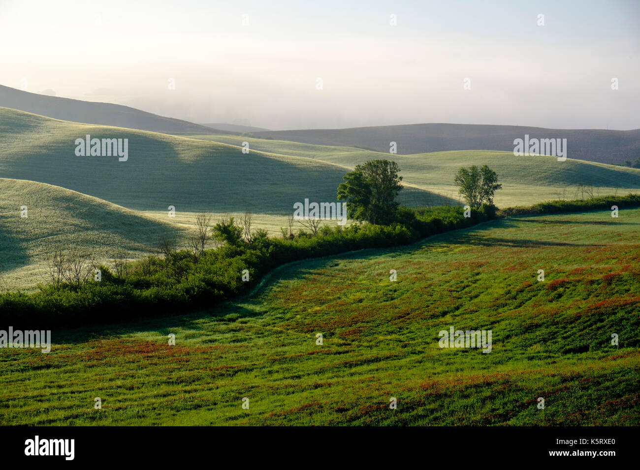Typical tuscanian landscape with hills, bushes, flowers and morning fog ...
