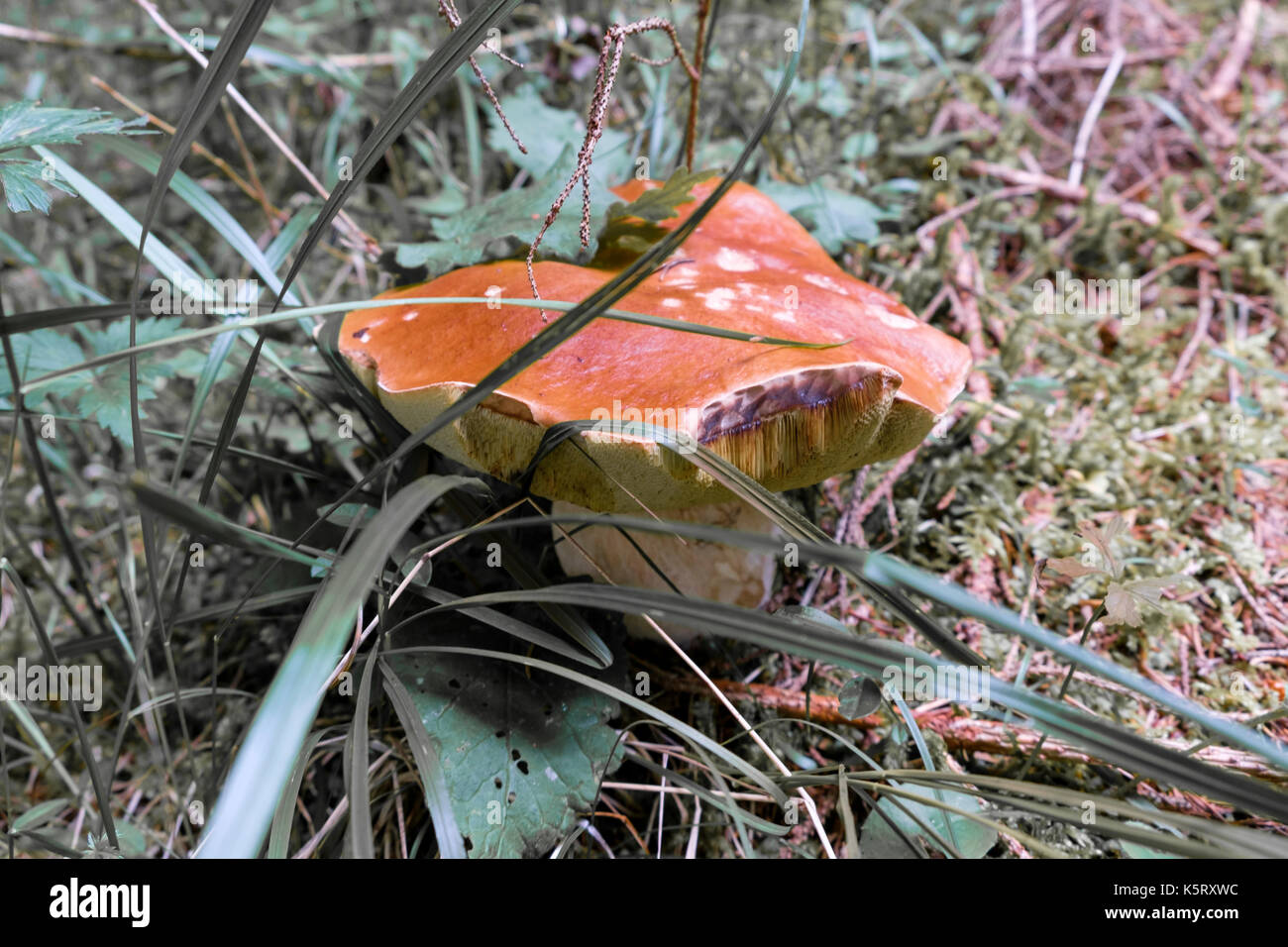giant porcini mushroom boletus edulis in the forest Stock Photo - Alamy