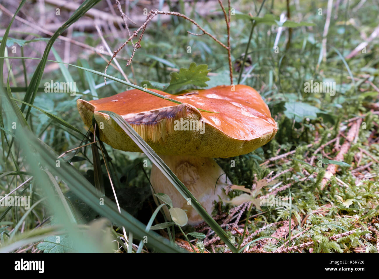 giant porcini mushroom boletus edulis in the forest Stock Photo - Alamy