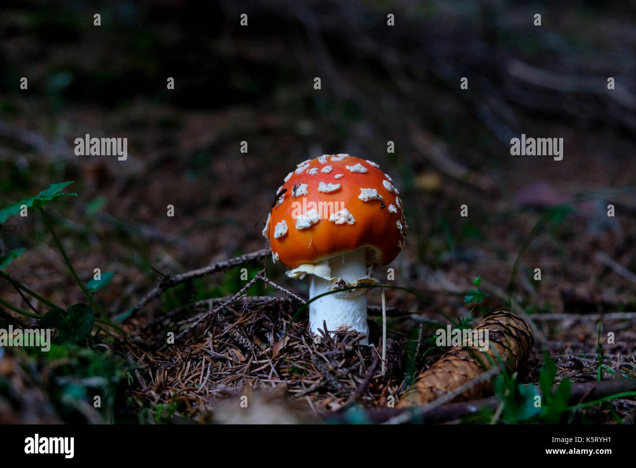 Red fly agaric mushroom or toadstool in the grass. Latin name is ...