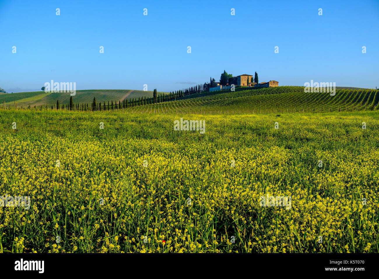 Typical tuscanian landscape with a farmhouse on a hill, rapeseed fields ...