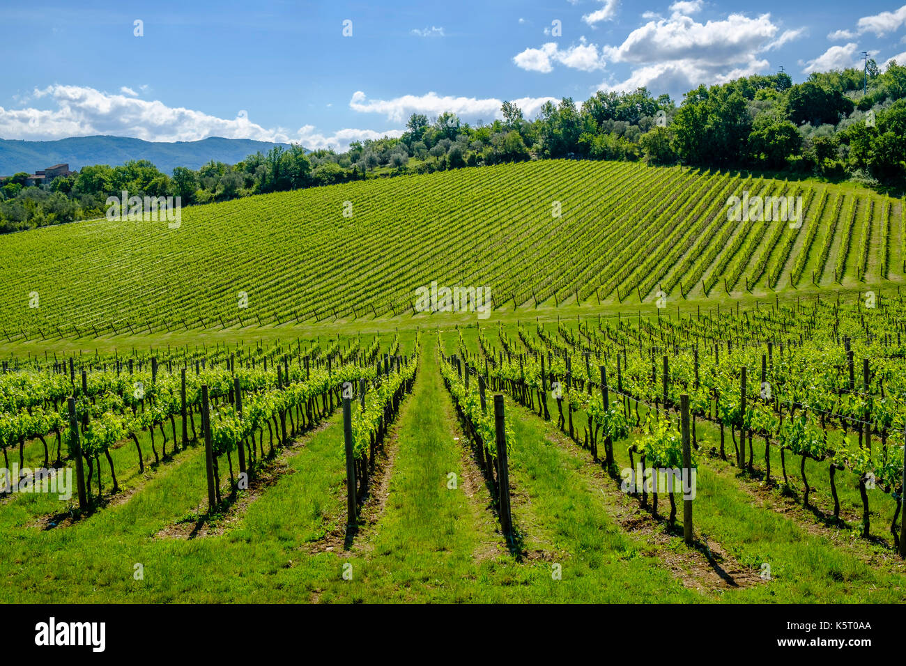 Typical tuscanian landscape with farmhouses, green hills, trees and ...