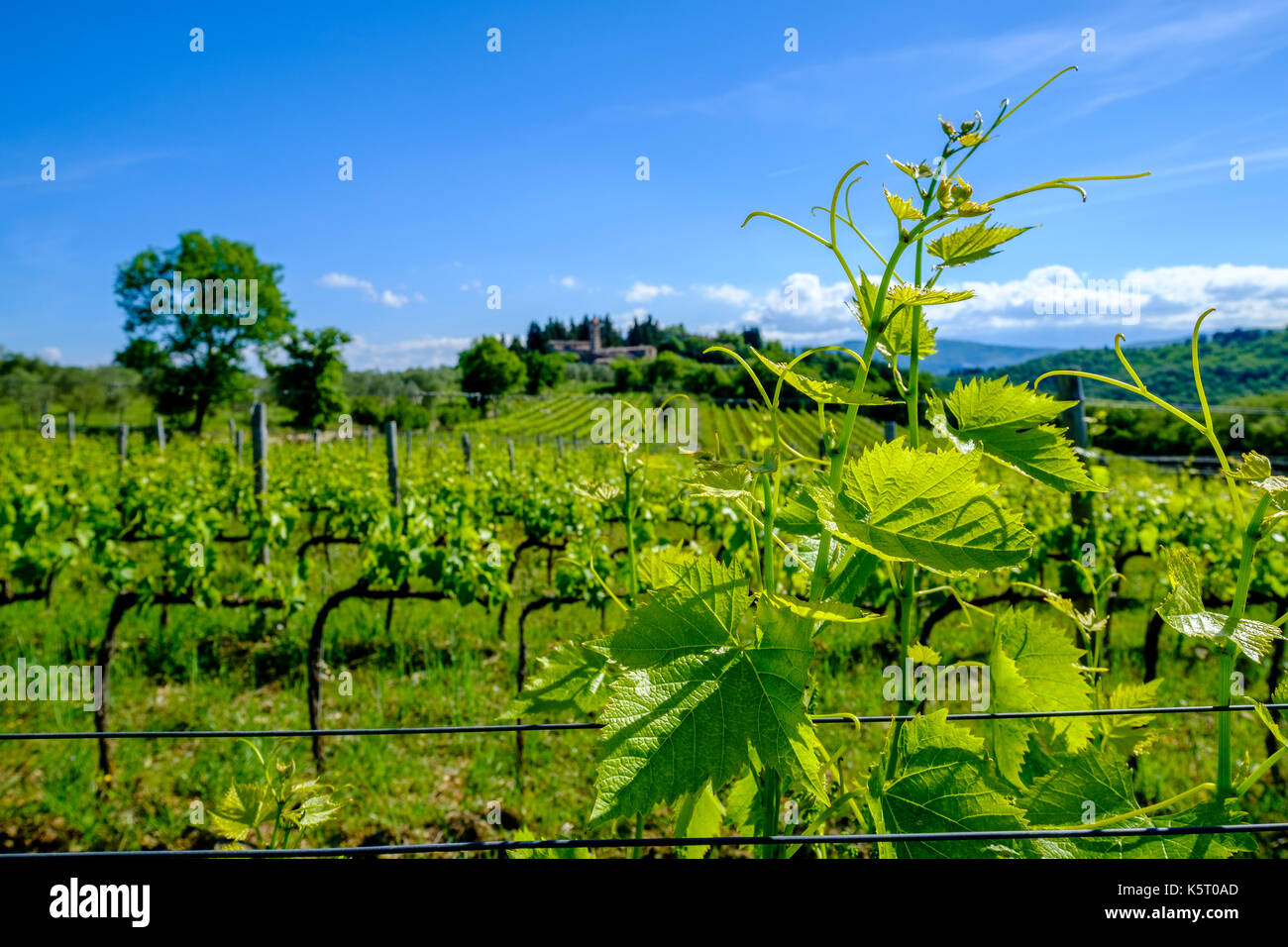 Typical tuscanian landscape with farmhouses, green hills, trees and ...
