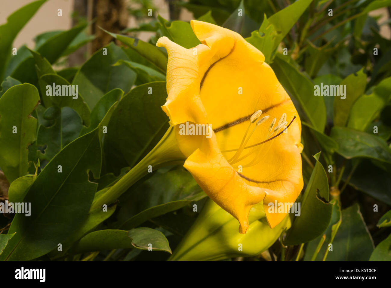 Chalice vine flower (Solandra maxima) in bloom Stock Photo - Alamy