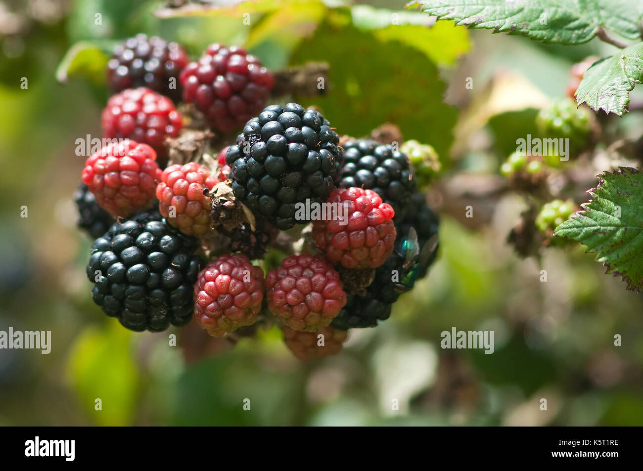 Prickly brambles hi-res stock photography and images - Alamy