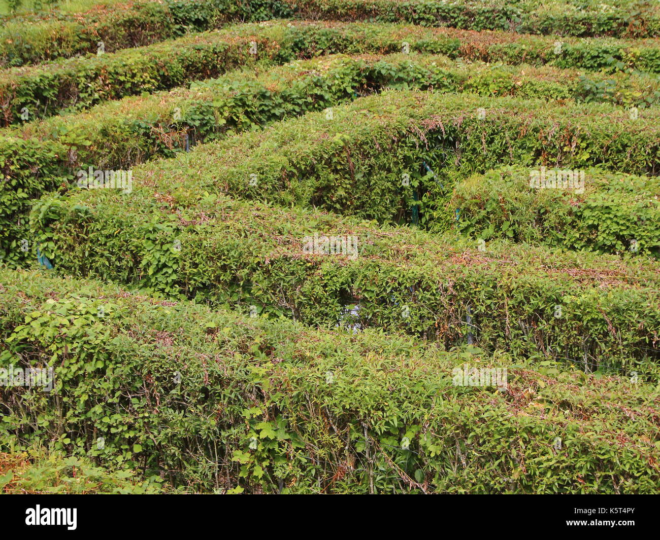 Labyrinth Maze of Neat Cut Green Bushes Stock Photo - Alamy