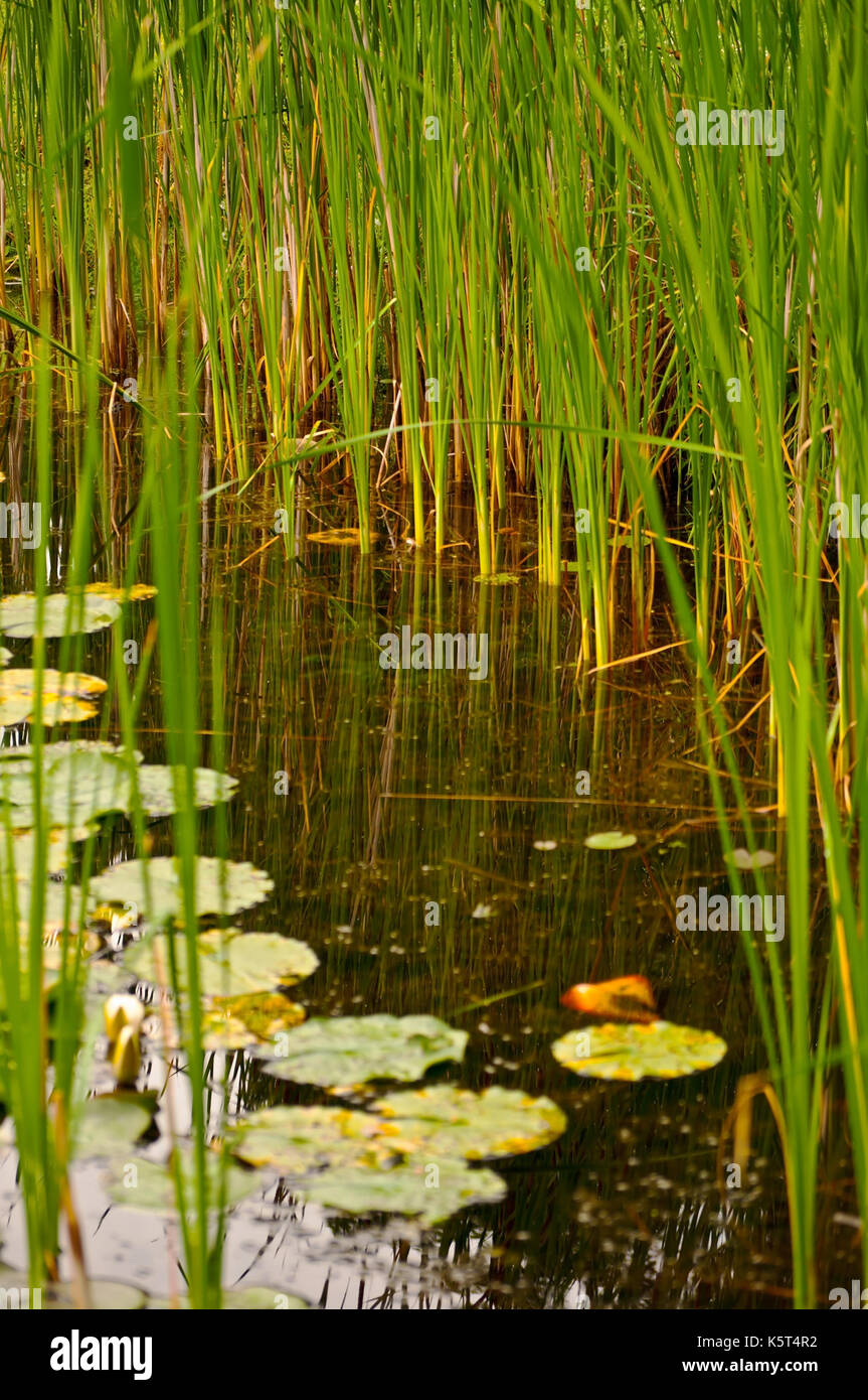 Pond scene with reeds and lily pads Stock Photo - Alamy