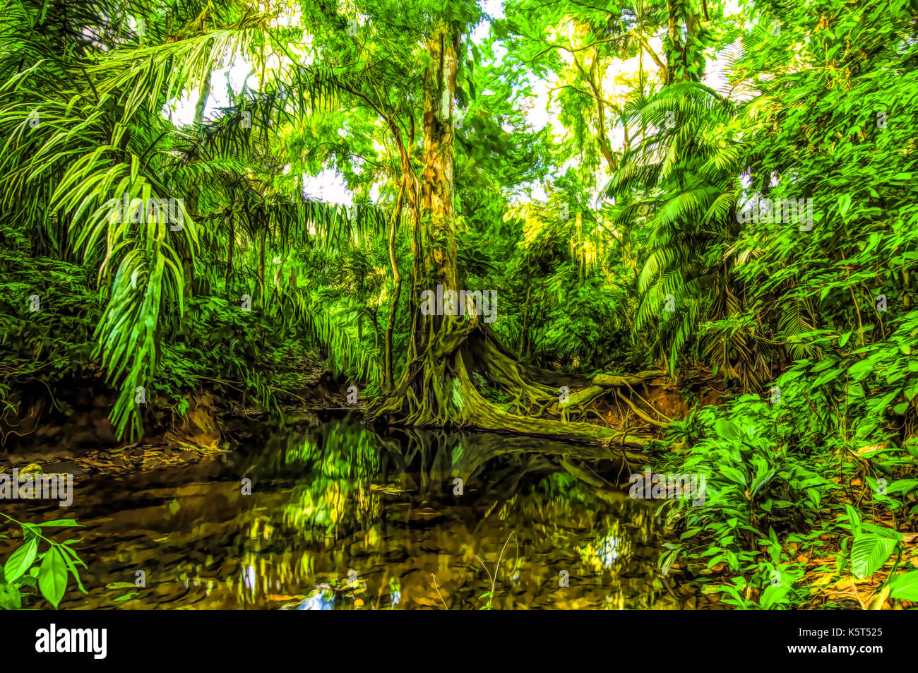 Rain forest landscape scene illustration Stock Photo - Alamy
