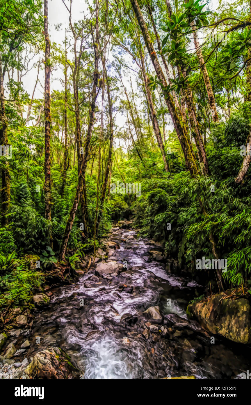 Rain forest creek small river landscape scene illustration Stock Photo ...