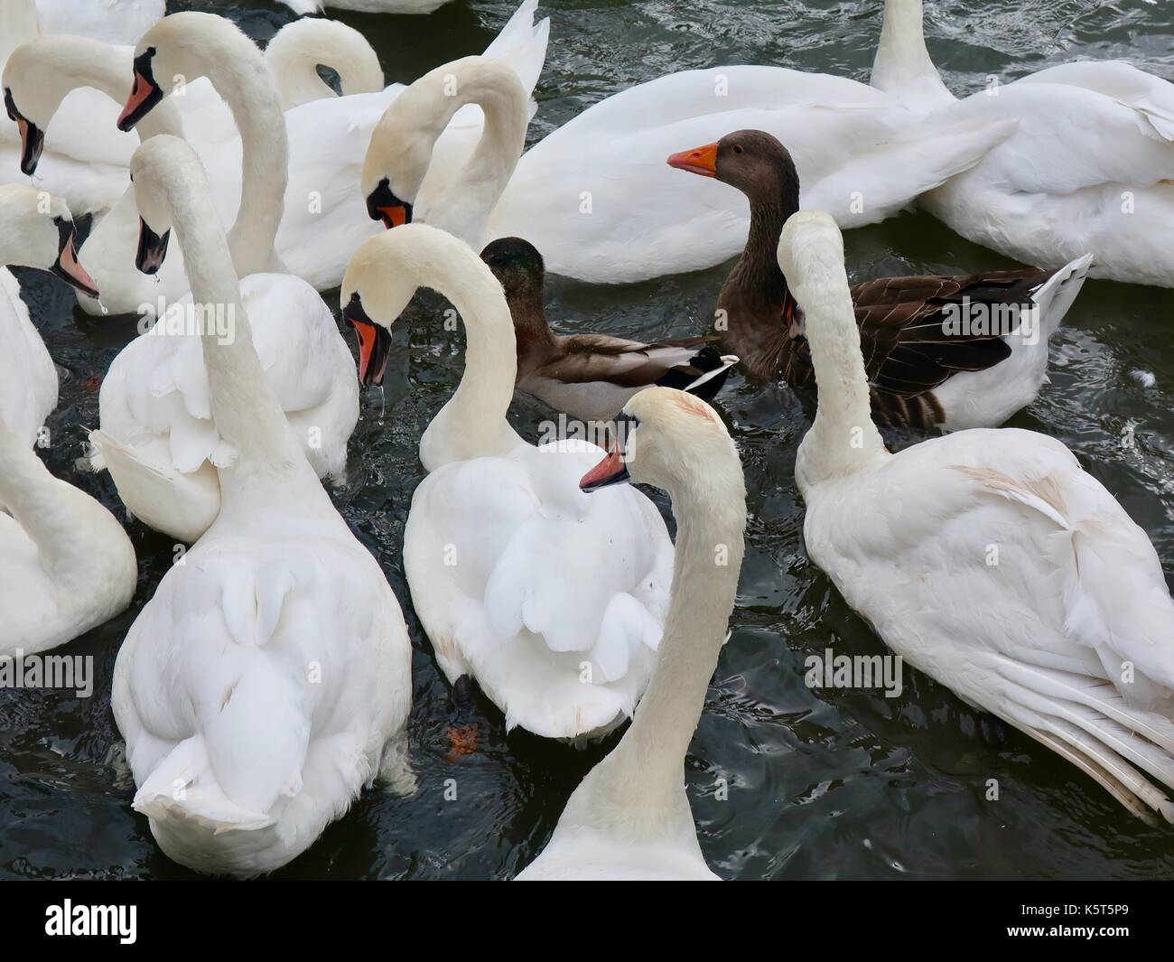 Ballet stratford hi-res stock photography and images - Alamy