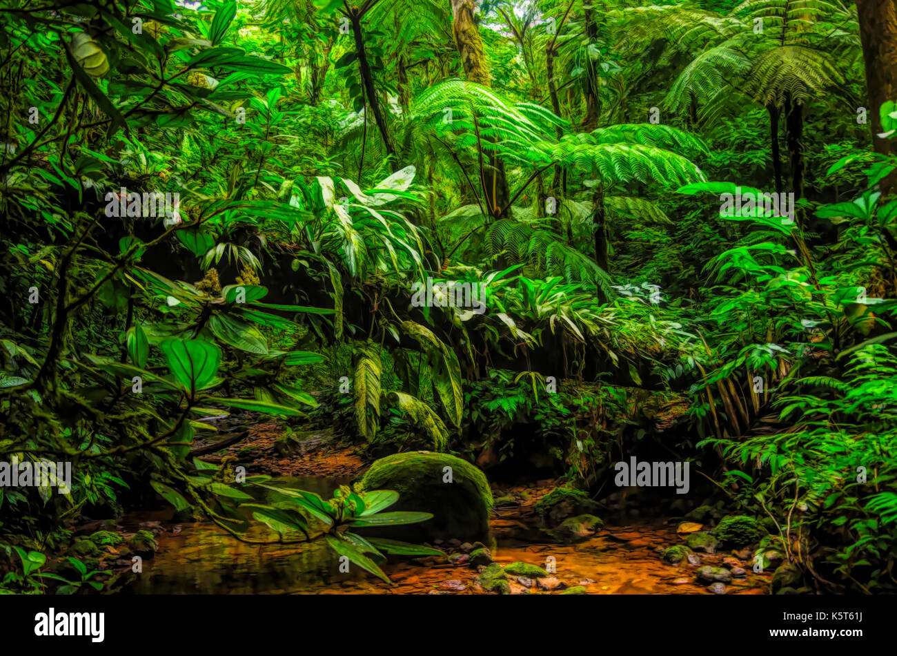 Rain forest landscape scene with ferns fallen overgrown trees and small ...