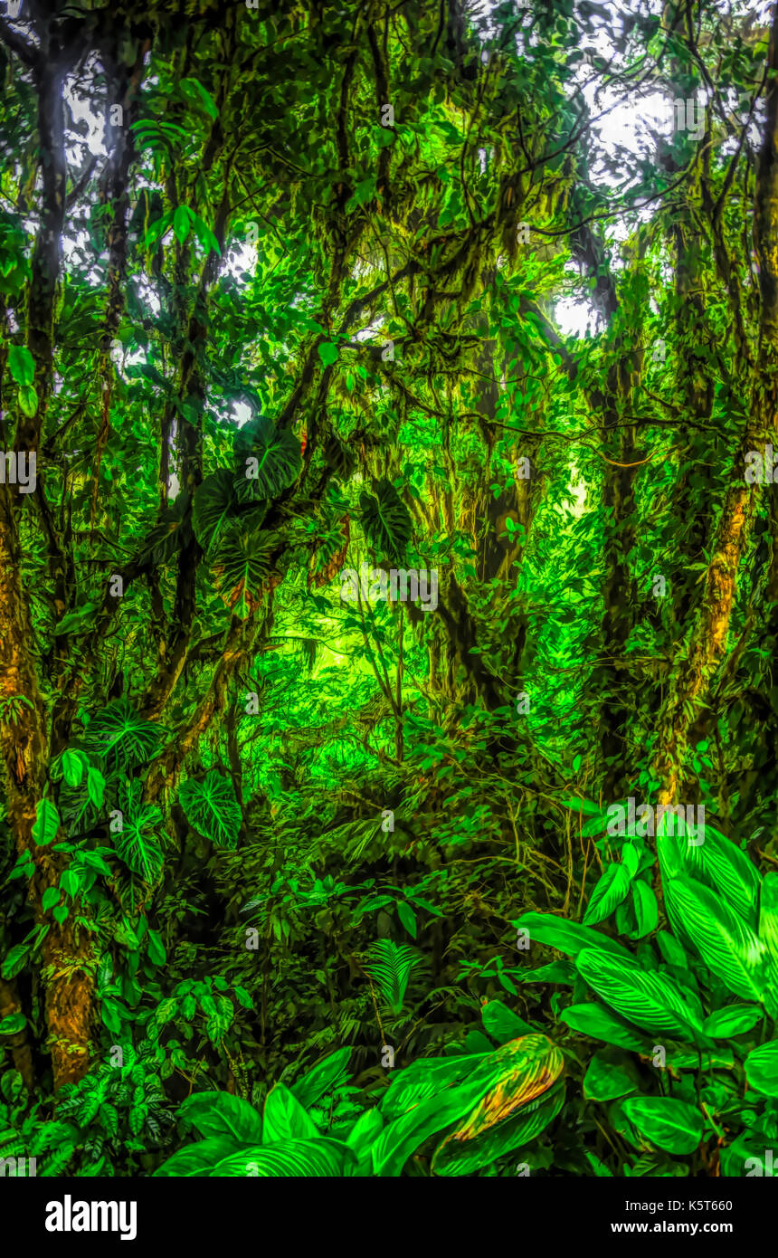 Rain forest landscape scene illustration Stock Photo - Alamy
