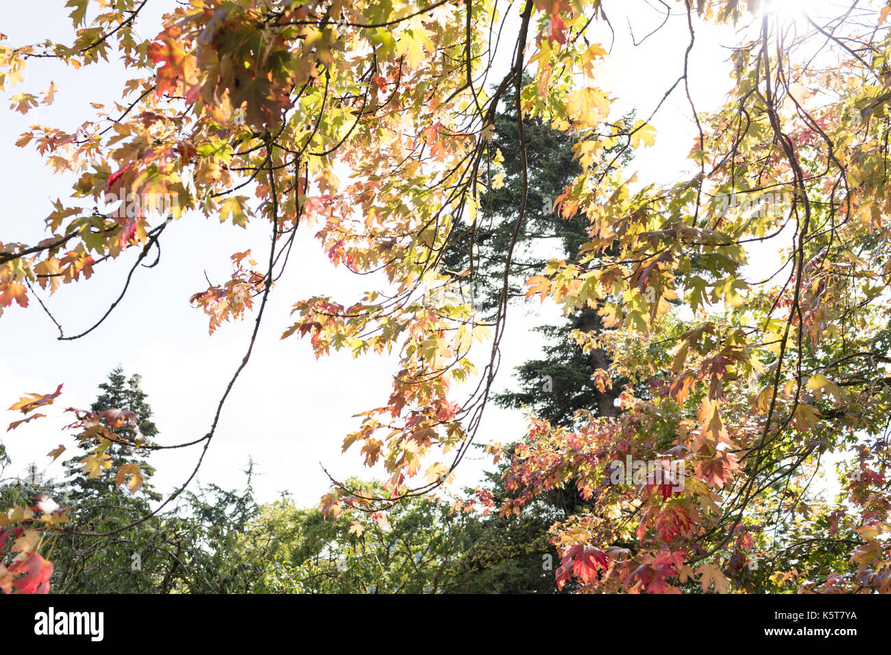 maple forest in autumn with colorful leaves Stock Photo - Alamy