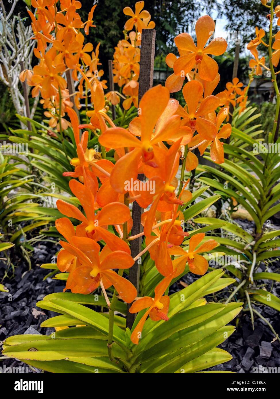 Borneo exotic flower hi-res stock photography and images - Alamy