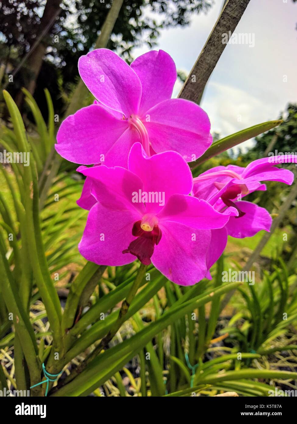 Borneo exotic flower hi-res stock photography and images - Alamy