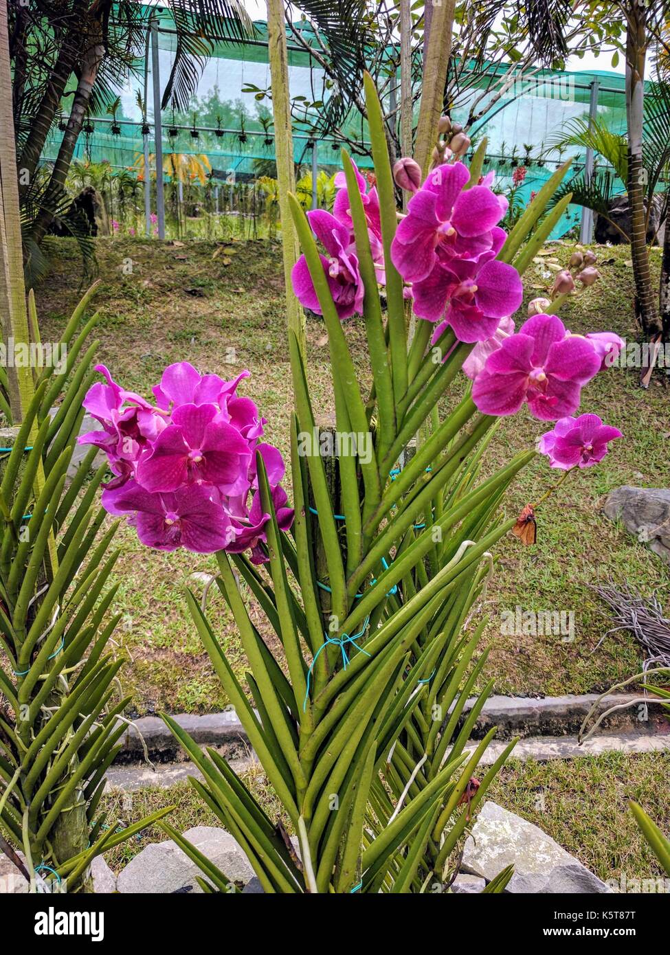 flowers in borneo, malaysia Stock Photo - Alamy