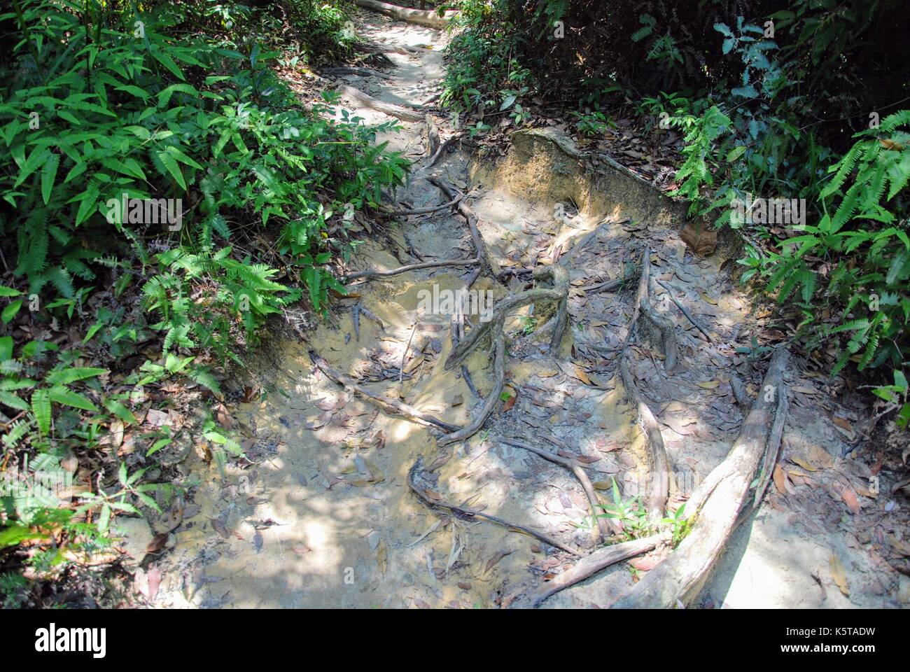 penang natural park, malaysia Stock Photo - Alamy