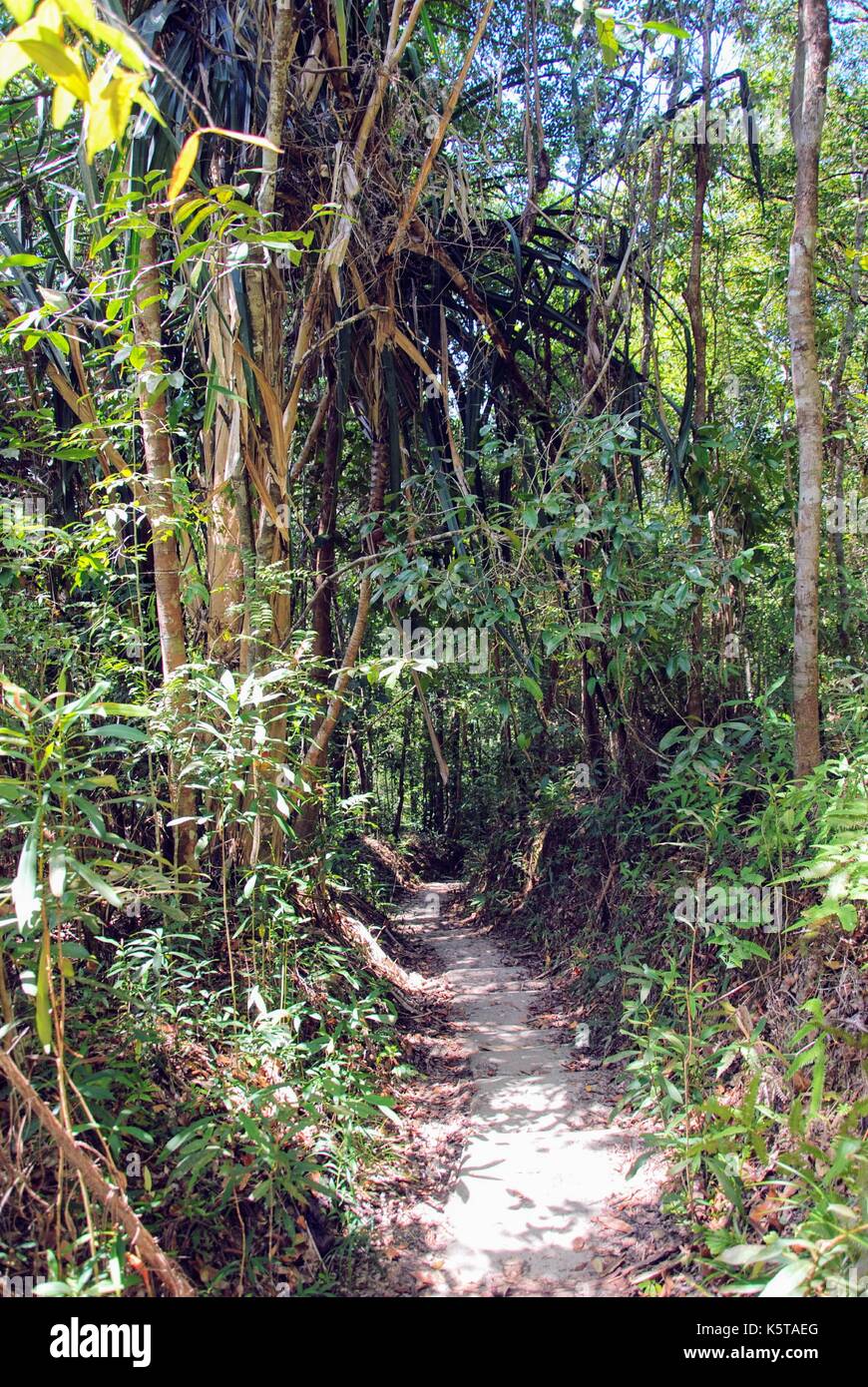 penang natural park, malaysia Stock Photo - Alamy