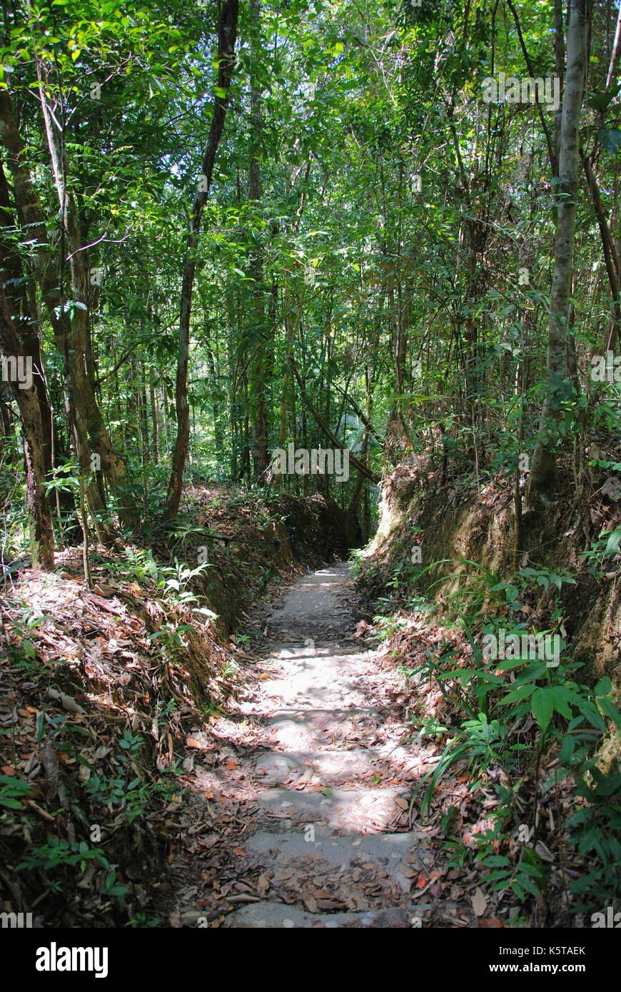 penang natural park, malaysia Stock Photo - Alamy
