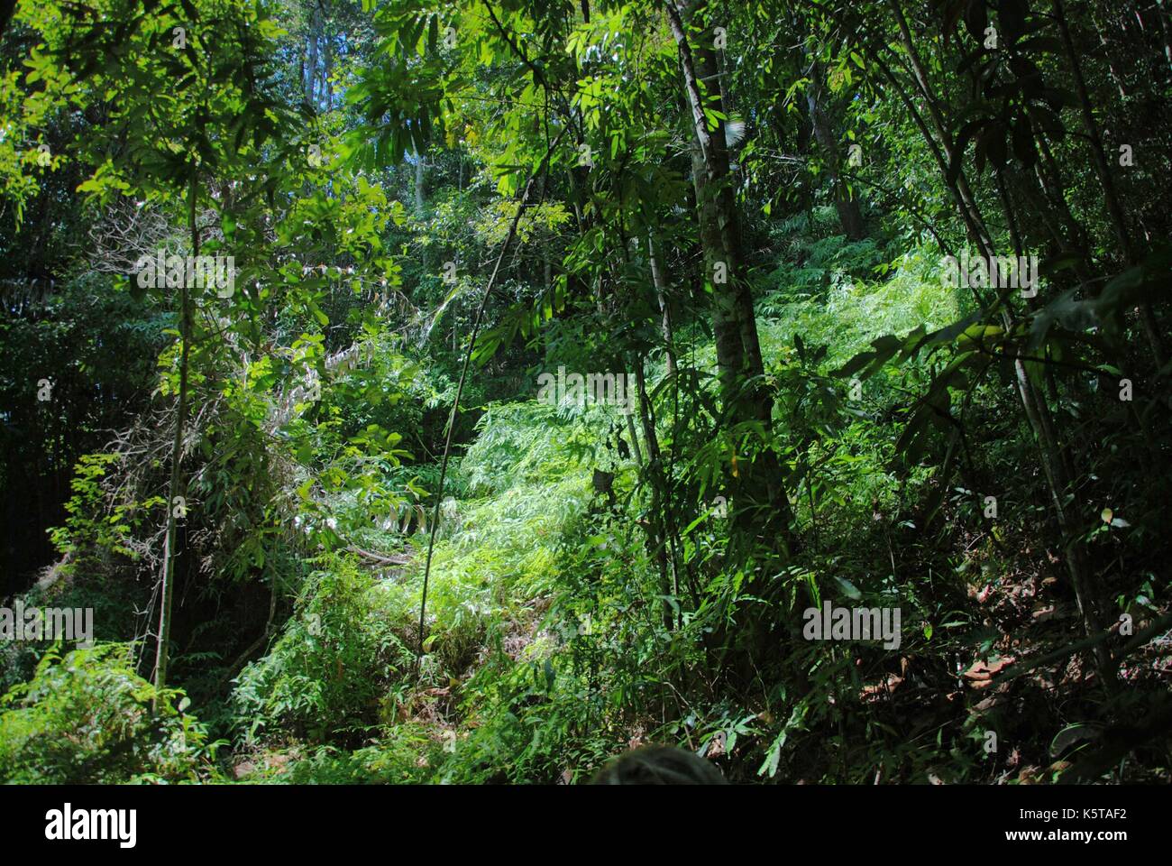 penang natural park, malaysia Stock Photo - Alamy
