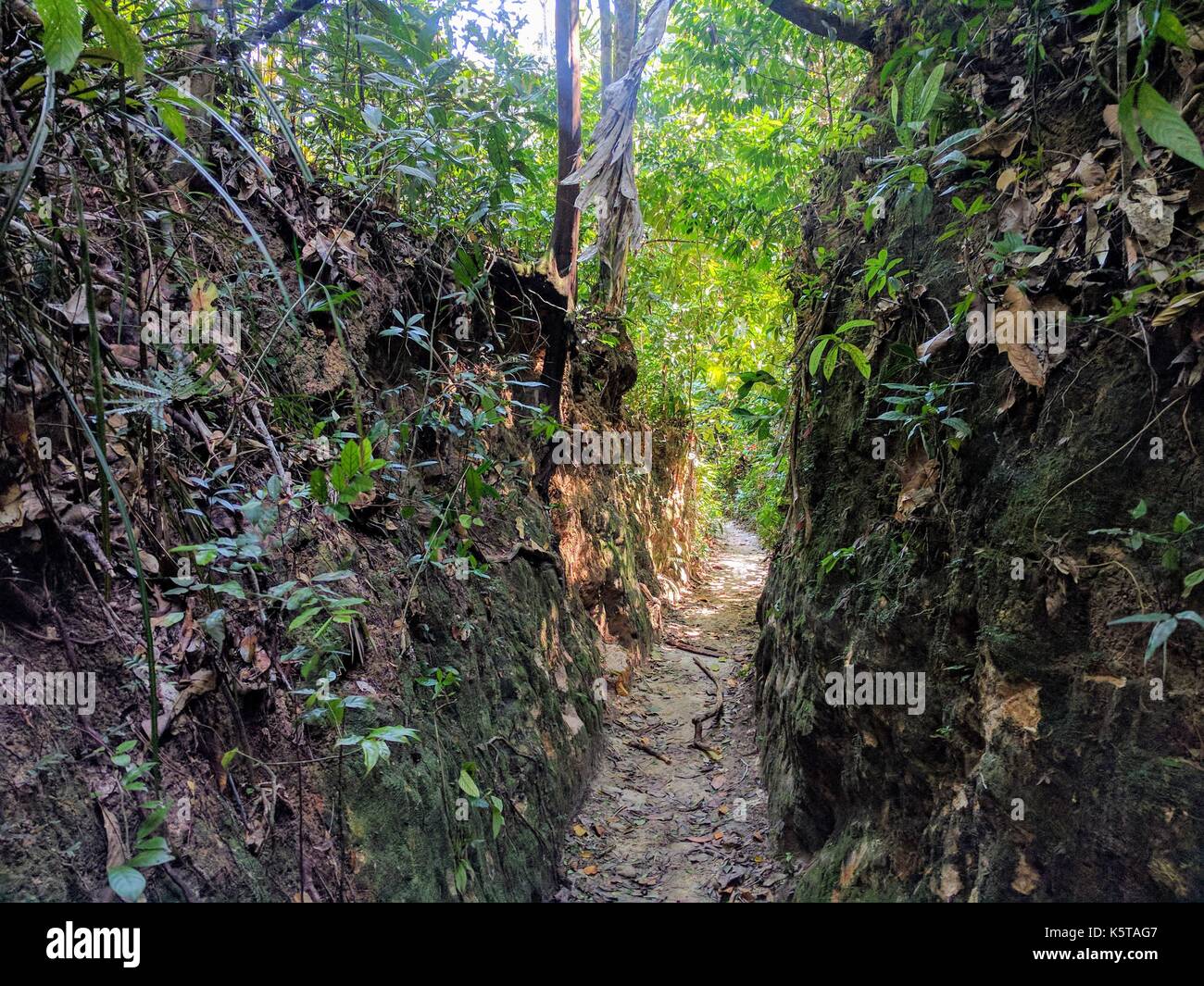 penang natural park, malaysia Stock Photo - Alamy
