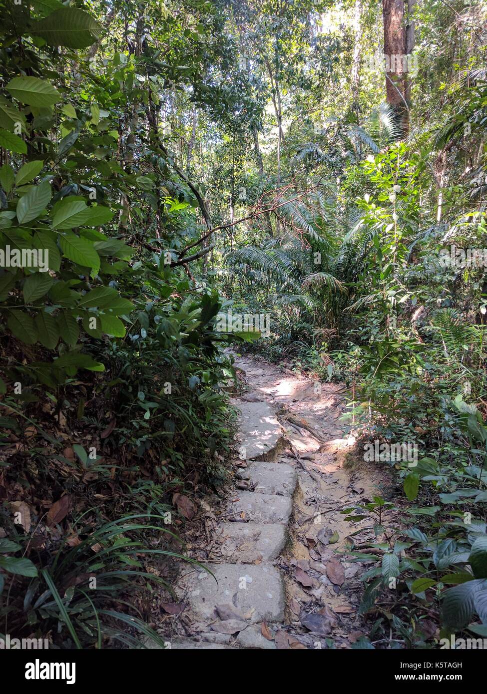 penang natural park, malaysia Stock Photo - Alamy