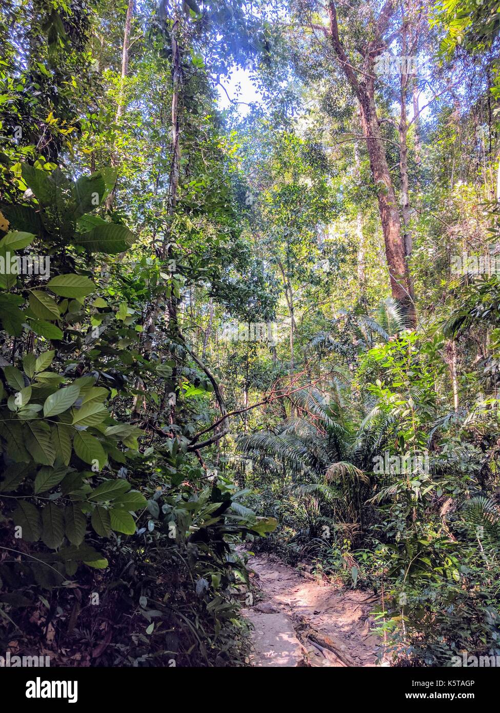 penang natural park, malaysia Stock Photo - Alamy