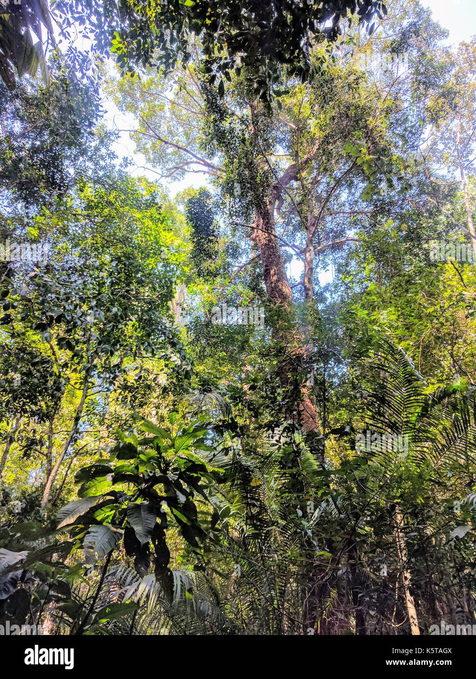 penang natural park, malaysia Stock Photo - Alamy