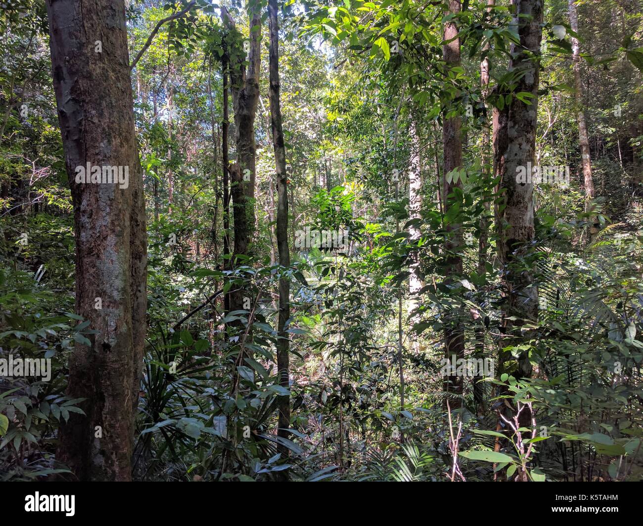 penang natural park, malaysia Stock Photo - Alamy