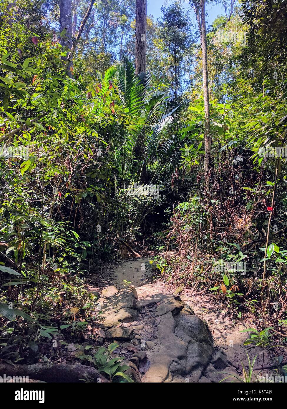 penang natural park, malaysia Stock Photo - Alamy