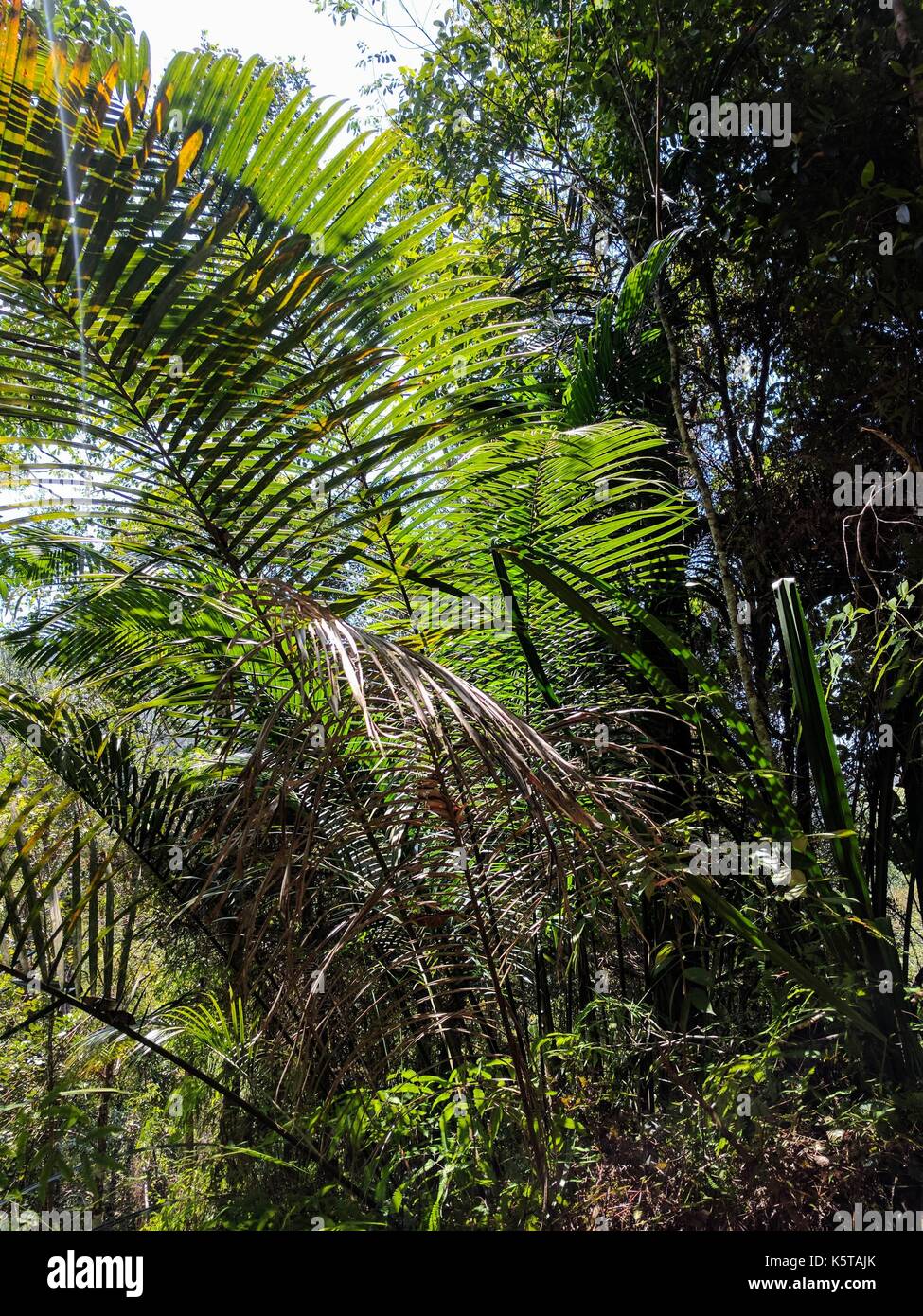 penang natural park, malaysia Stock Photo - Alamy