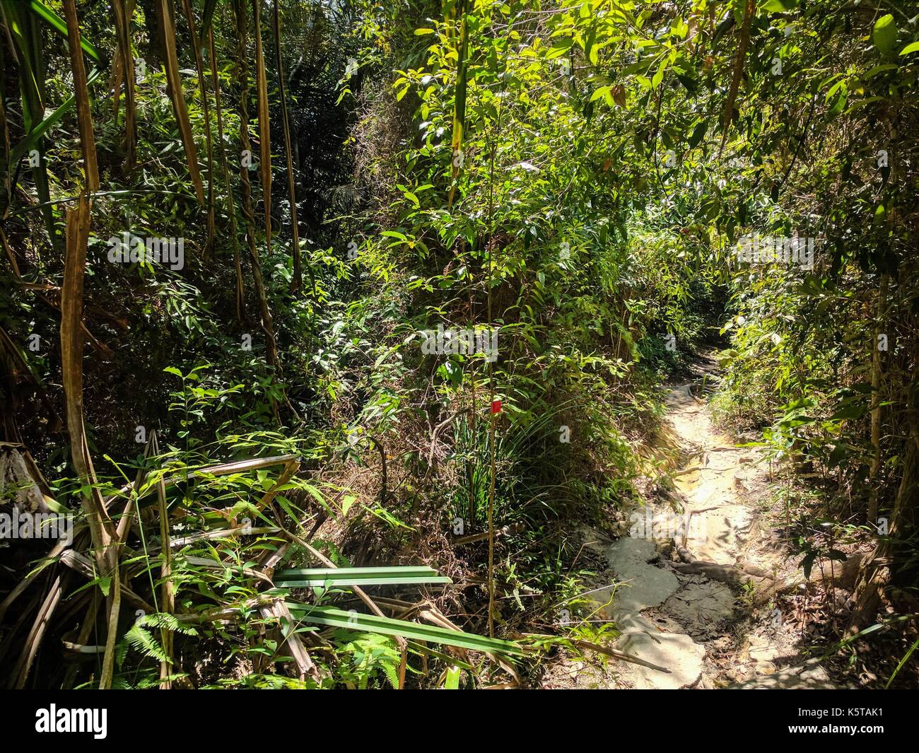 penang natural park, malaysia Stock Photo - Alamy