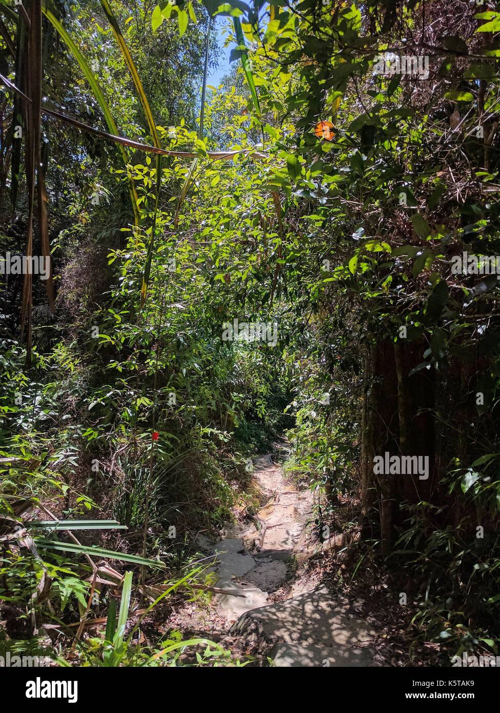 penang natural park, malaysia Stock Photo - Alamy