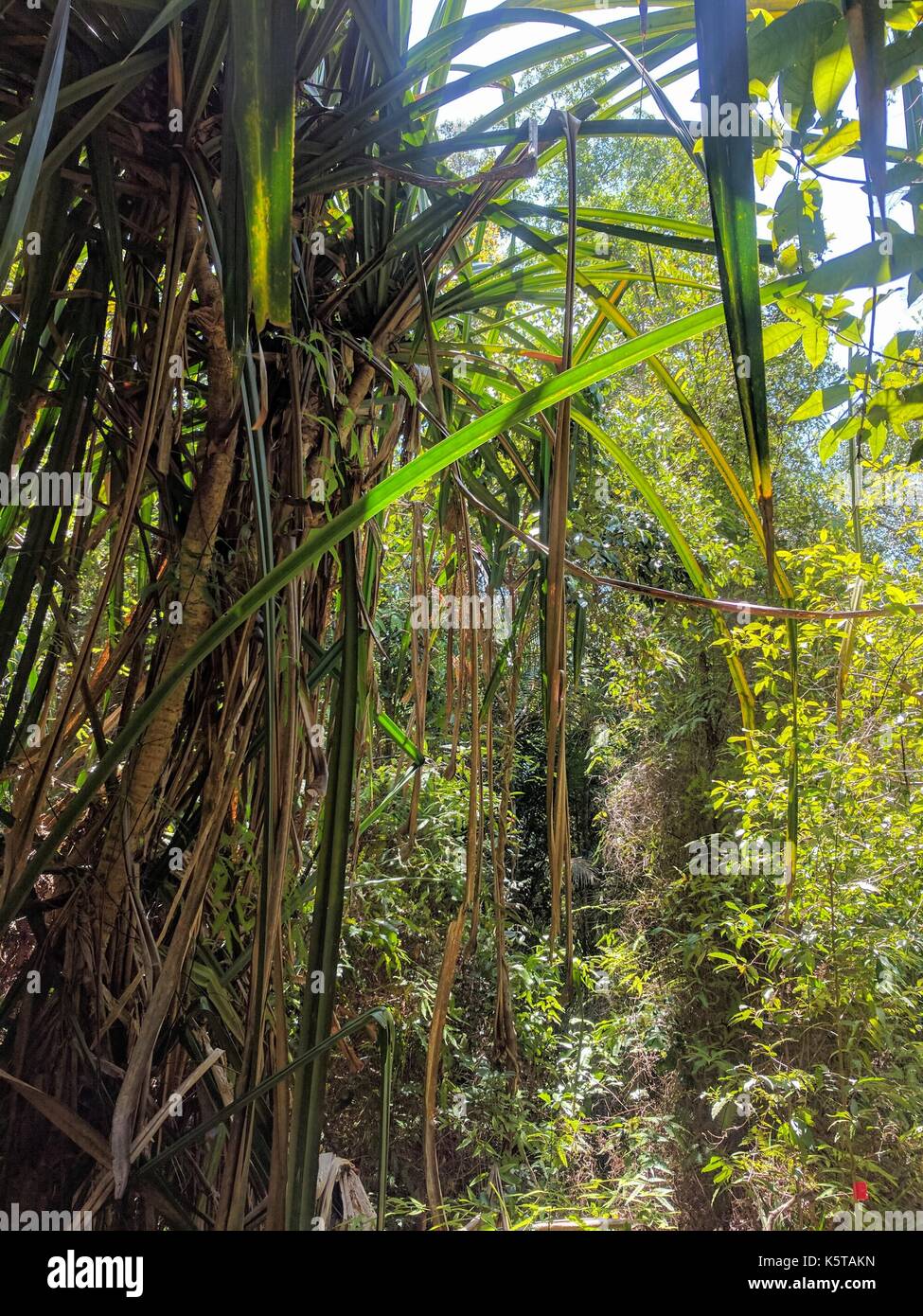 penang natural park, malaysia Stock Photo - Alamy