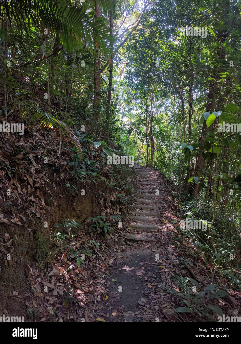 penang natural park, malaysia Stock Photo - Alamy