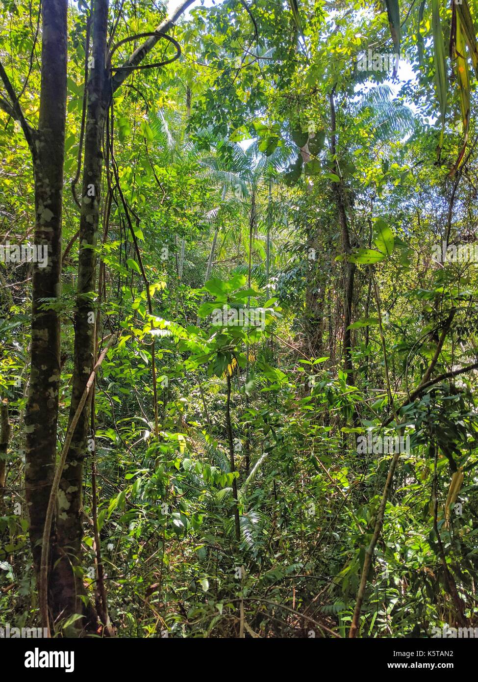 penang natural park, malaysia Stock Photo - Alamy
