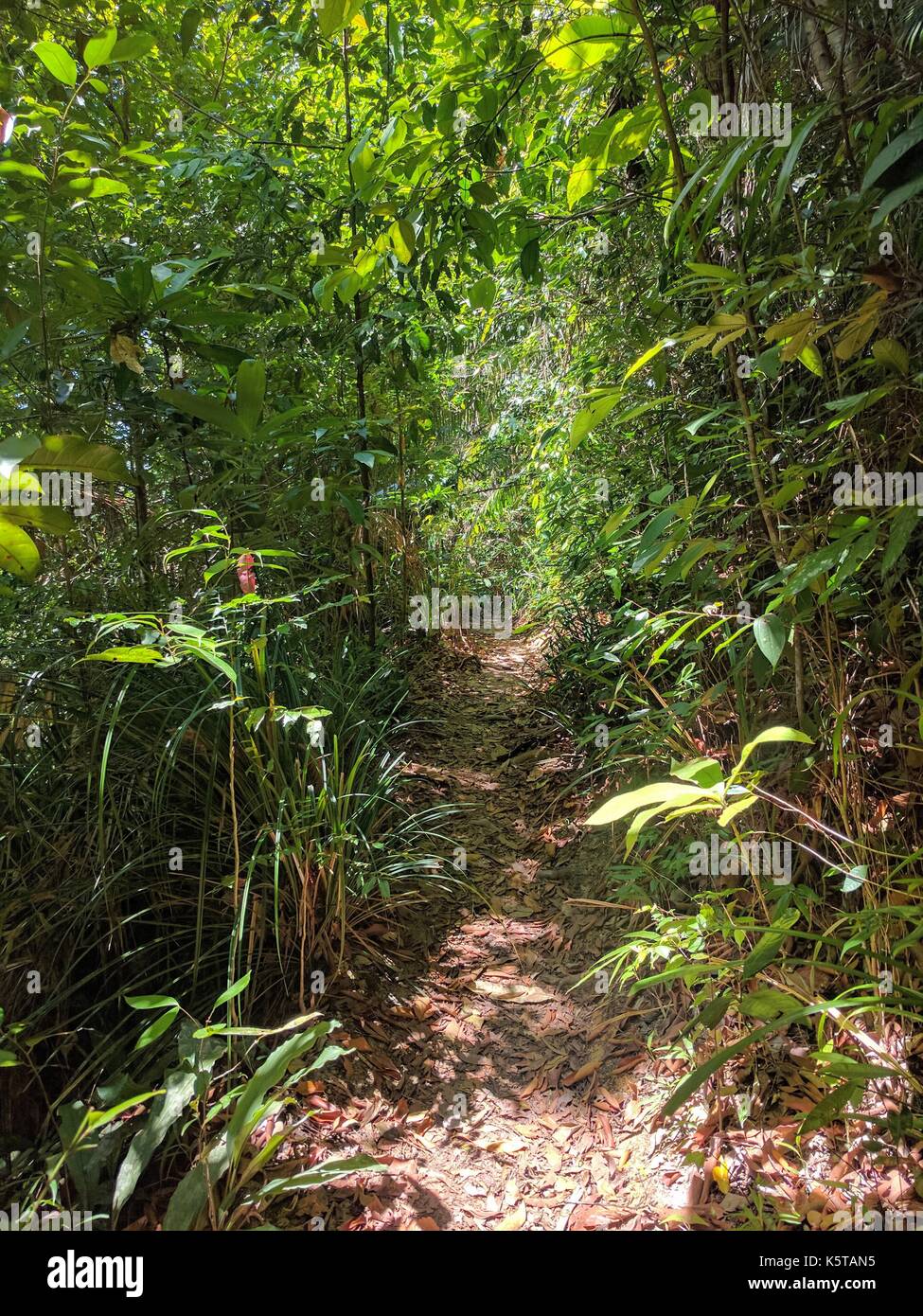 penang natural park, malaysia Stock Photo - Alamy