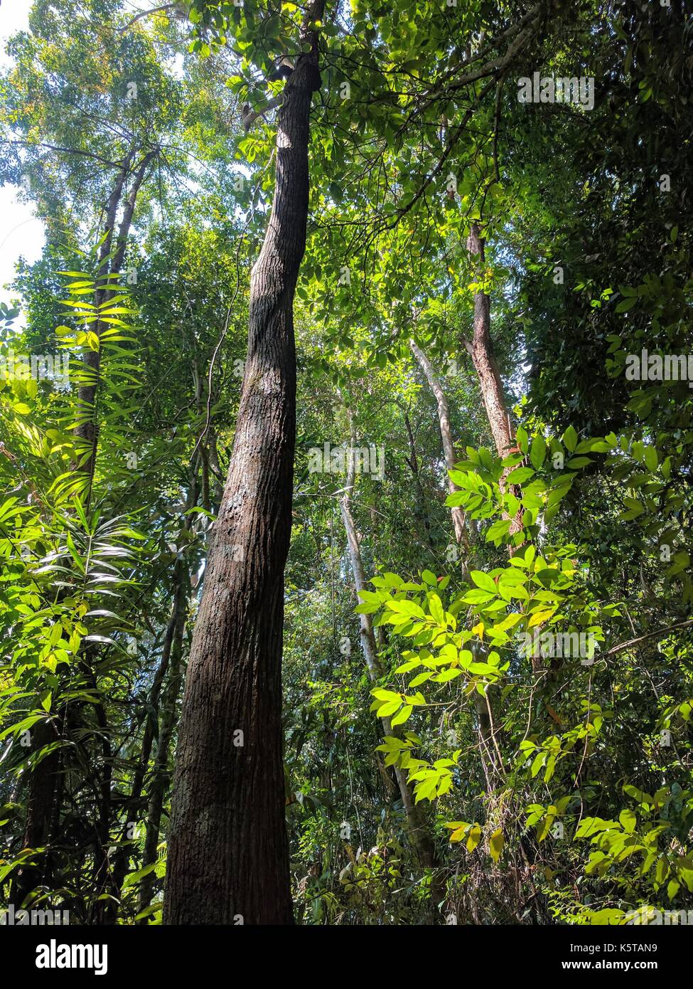penang natural park, malaysia Stock Photo - Alamy