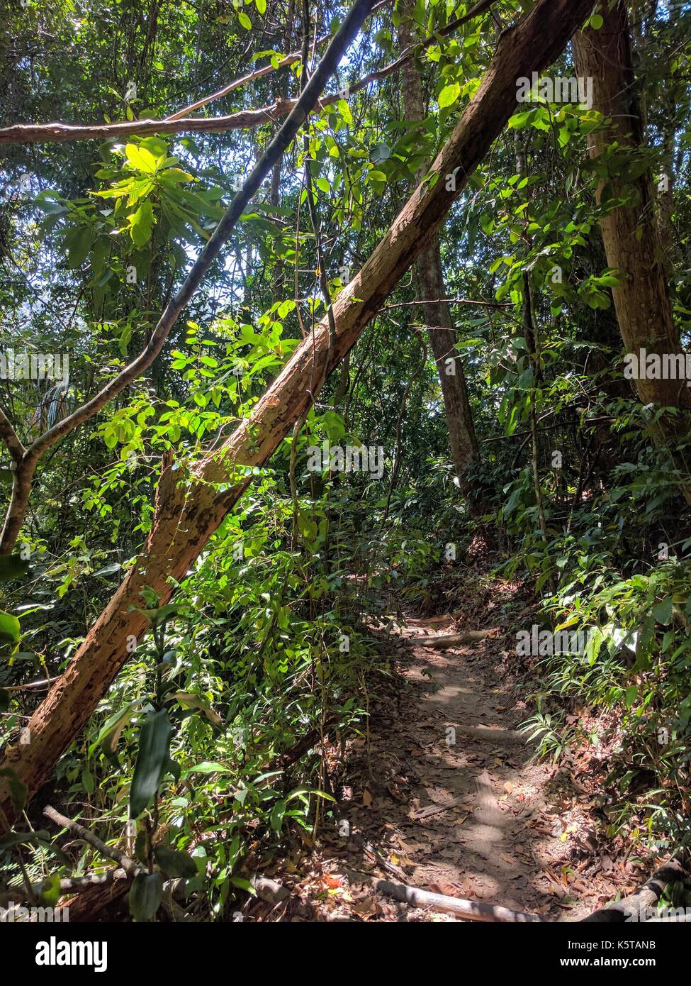 penang natural park, malaysia Stock Photo - Alamy