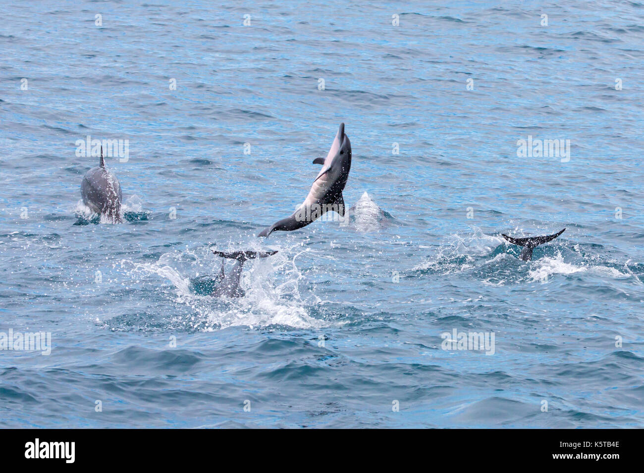 Gray's Spinner Dolphin or Hawaiian Spinner Dolphin (Stenella longirostris) baby jumping in the ...