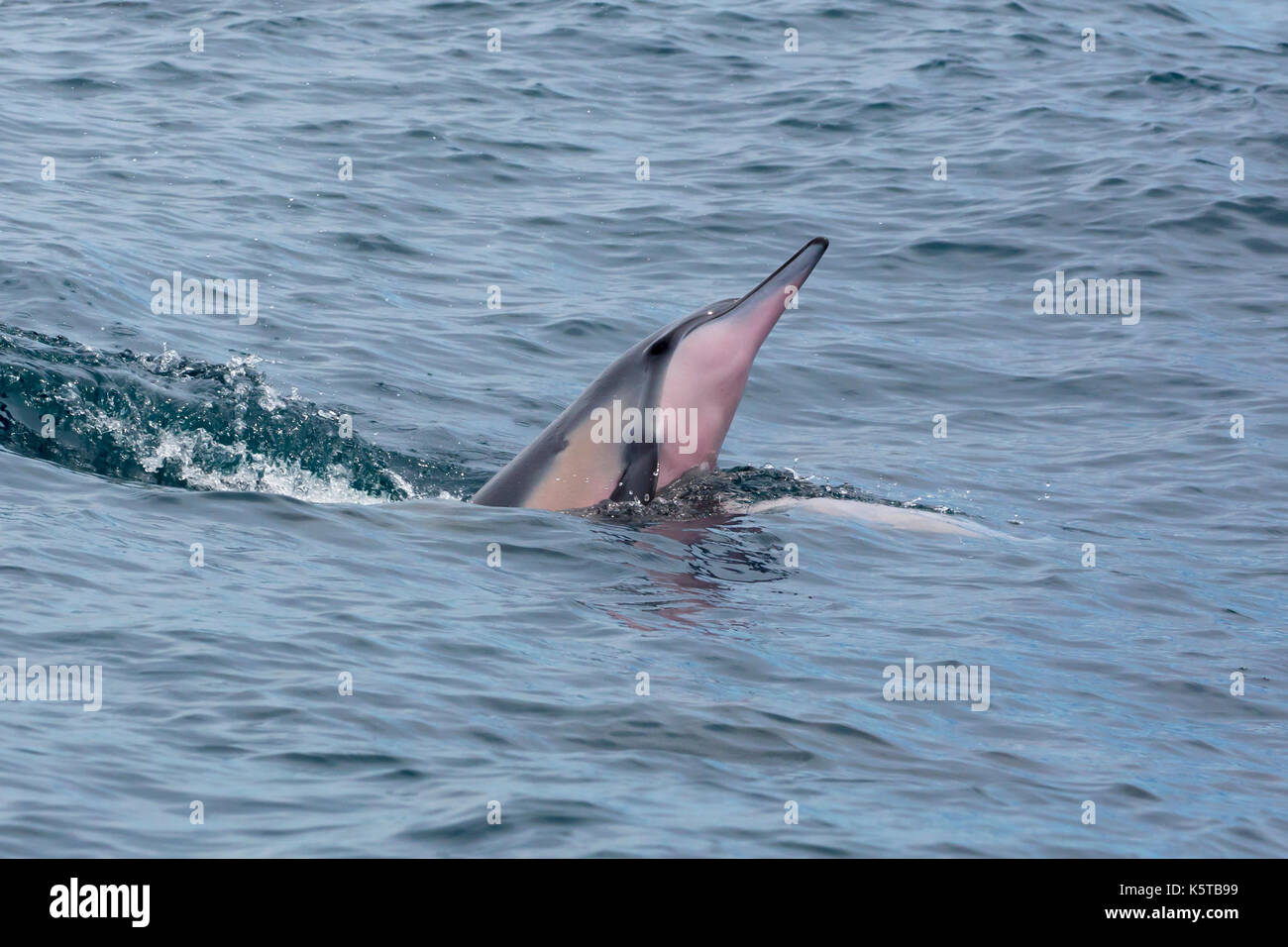 Gray's Spinner Dolphin or Hawaiian Spinner Dolphin (Stenella ...