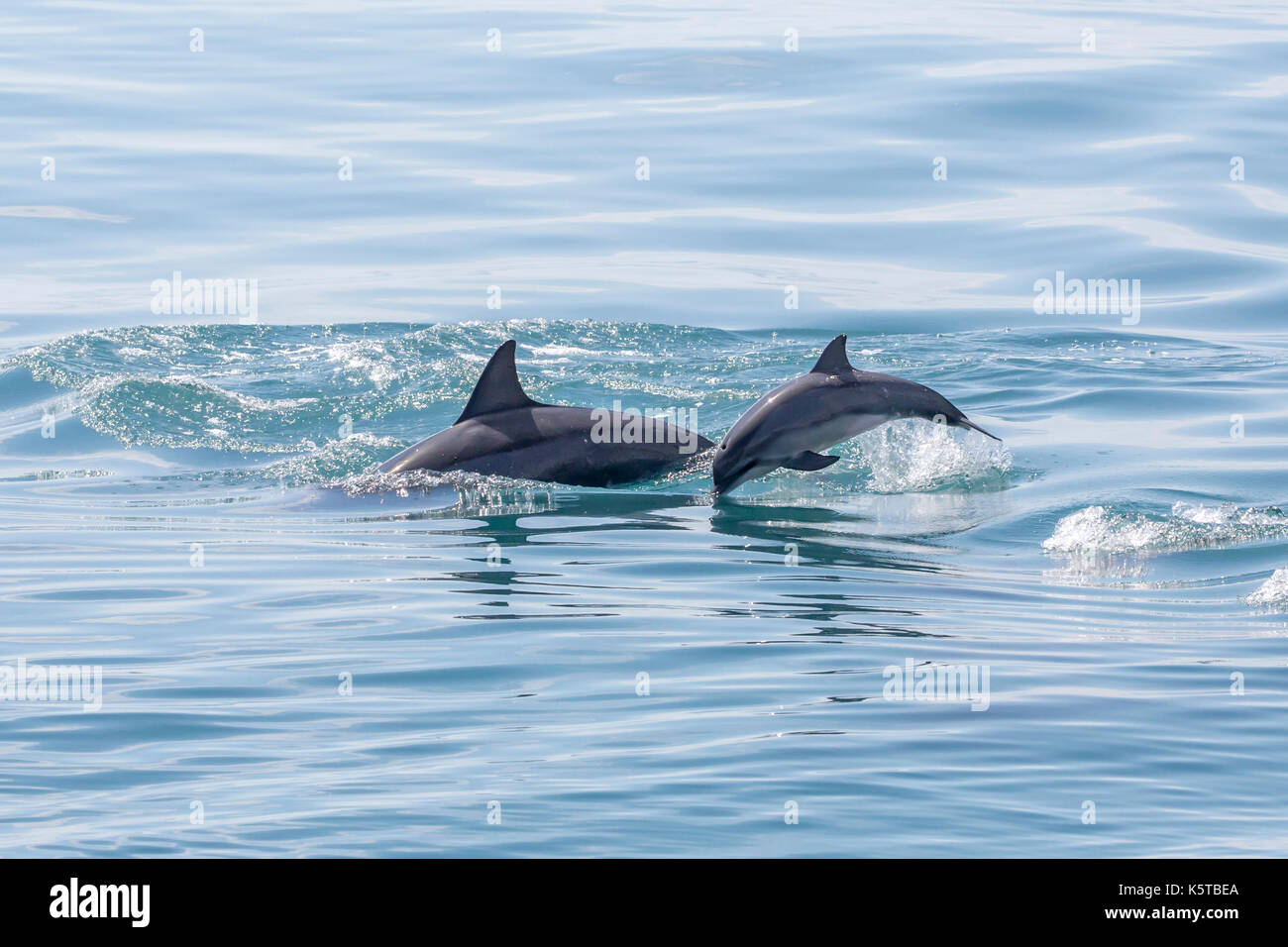 Gray's Spinner Dolphin or Hawaiian Spinner Dolphin (Stenella ...