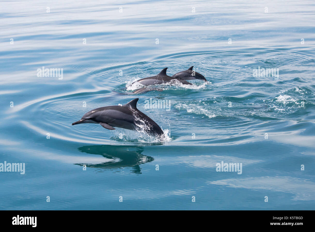 Gray's Spinner Dolphin or Hawaiian Spinner Dolphin (Stenella ...