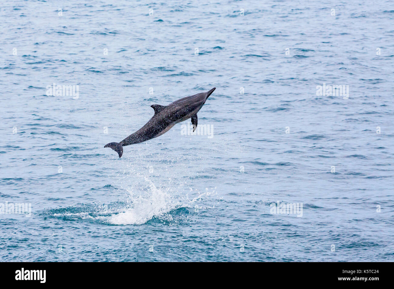 Gray's Spinner Dolphin or Hawaiian Spinner Dolphin (Stenella longirostris) jumping and spinning ...